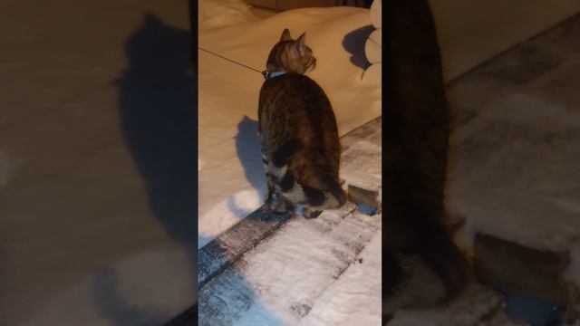 Зефирка гуляет по снегу