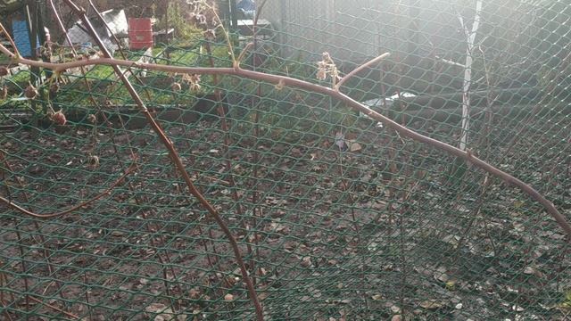 Обрезка ремонтантной малины.