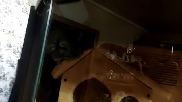 Шиншиллы.Chinchillas are resting in a shop window. I cincillà stanno riposando nella vetrina di un