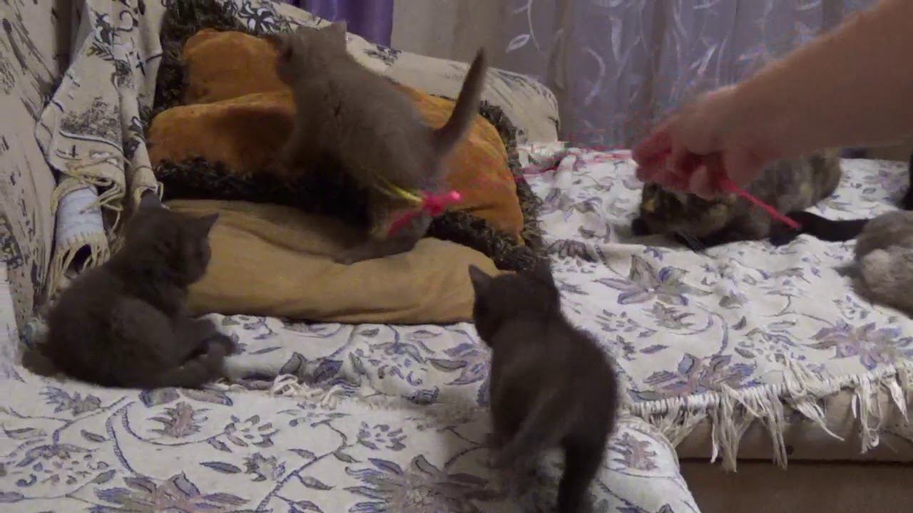 Британские котята из питомника Reign Of Fire. Новый помет д.р29.10.17 http://rofcat.ru/