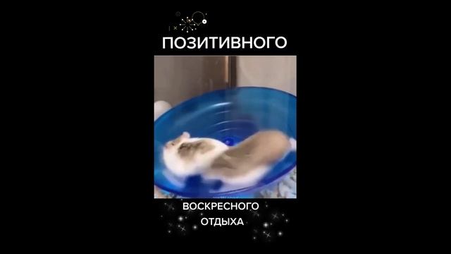 Смех до слез