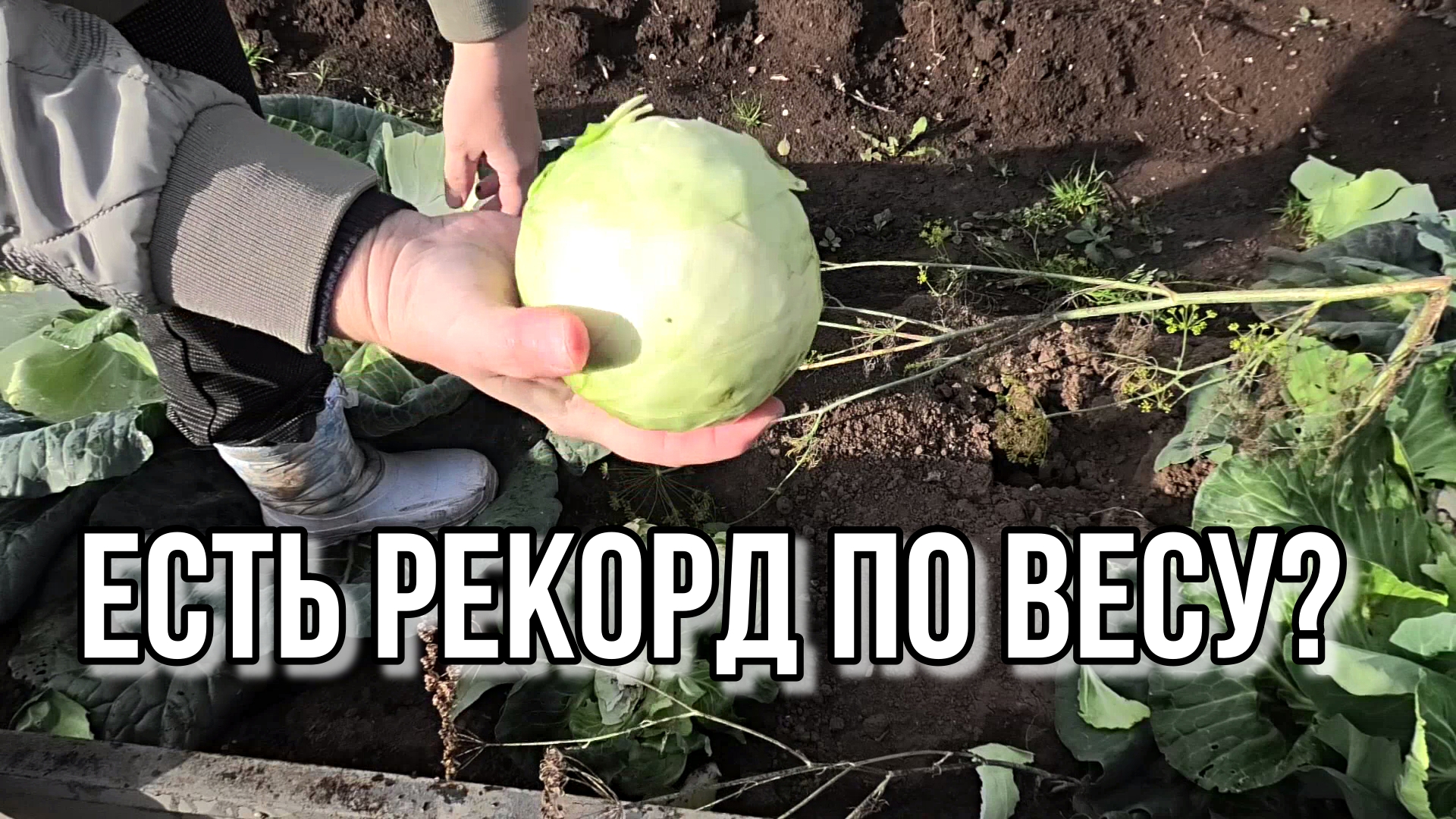 Несмотря на сильный ветер, мы убрали капусту. 2023