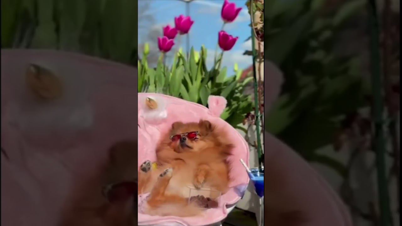 Смешные животные/ В отпуске #shorts #животные #кошки #собаки  #животные