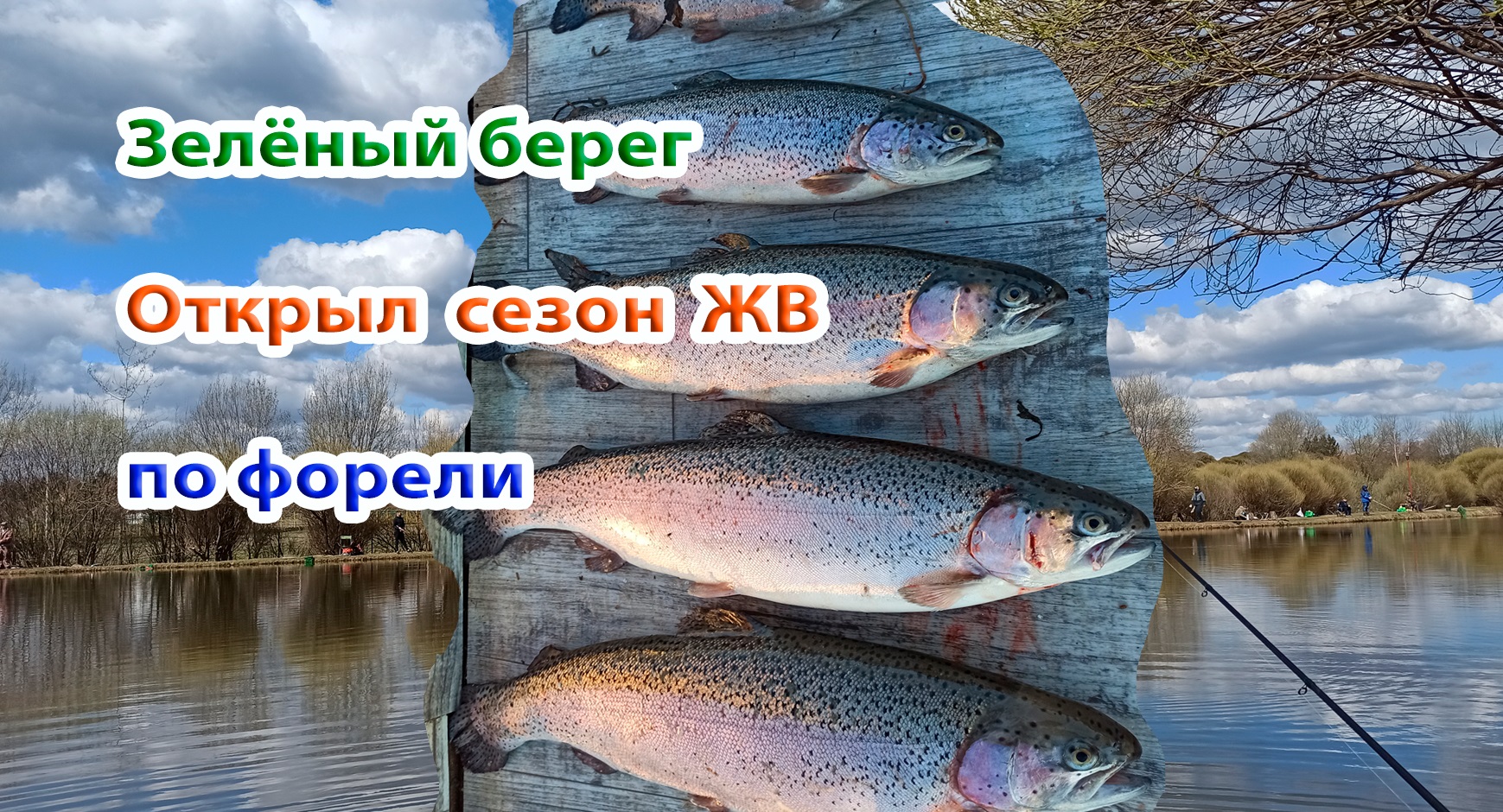 Форель в РК Зелёный берег, что недалеко от Лобни.  Открыл сезон жидкой воды по форели. Рыба есть)))