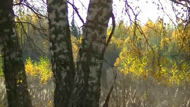 Русская берёза -ред. 2014-