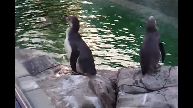 Интересные птички.