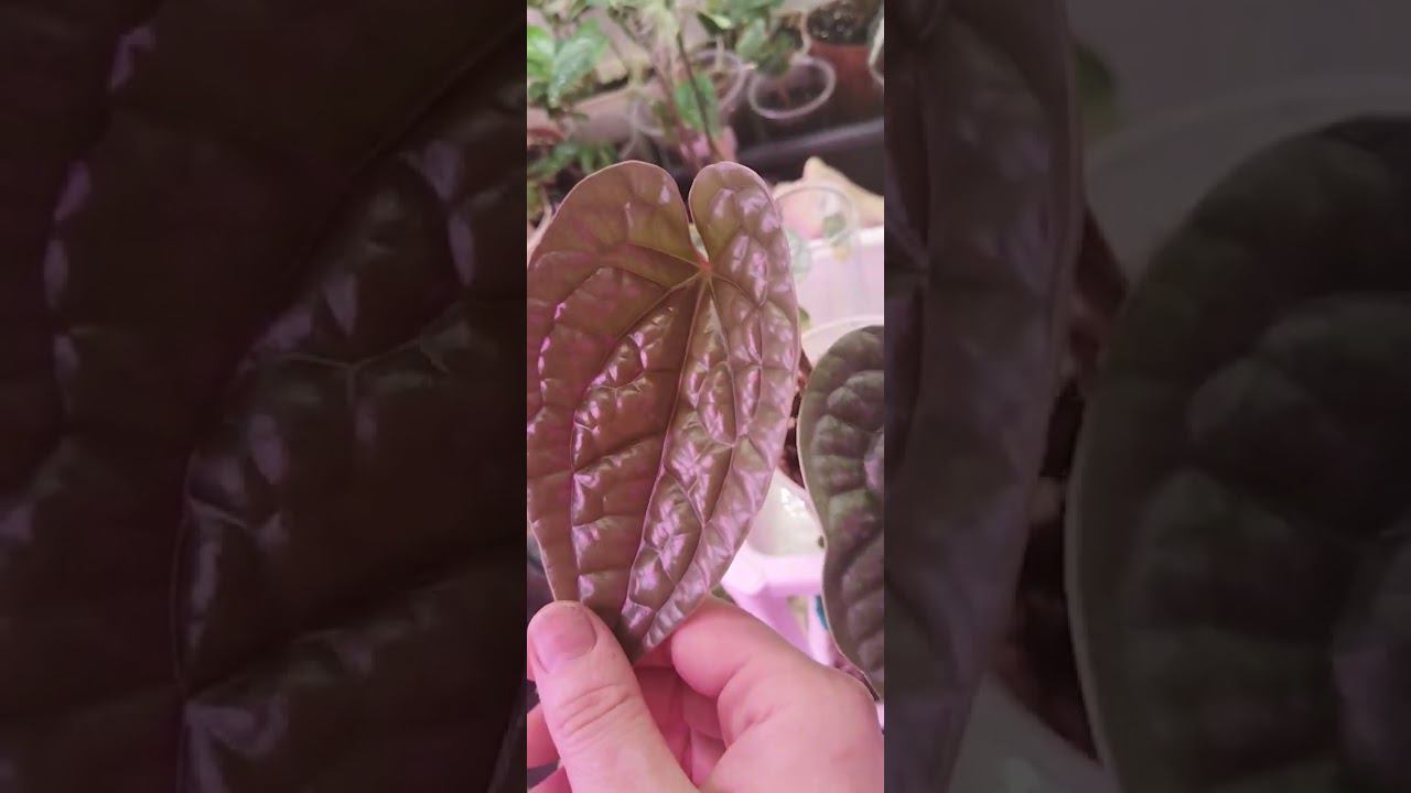 Антуриум Люксурианс