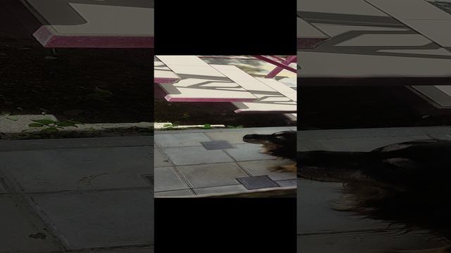 ГД Радуга, пес Бублик