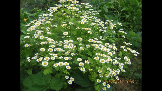 Стихи о жизни, Улыбнутся люди,  Татьяна Логиновская