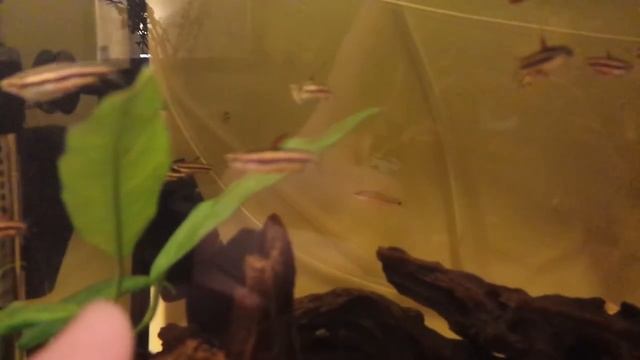 Nannostomus Marginatus.mp4