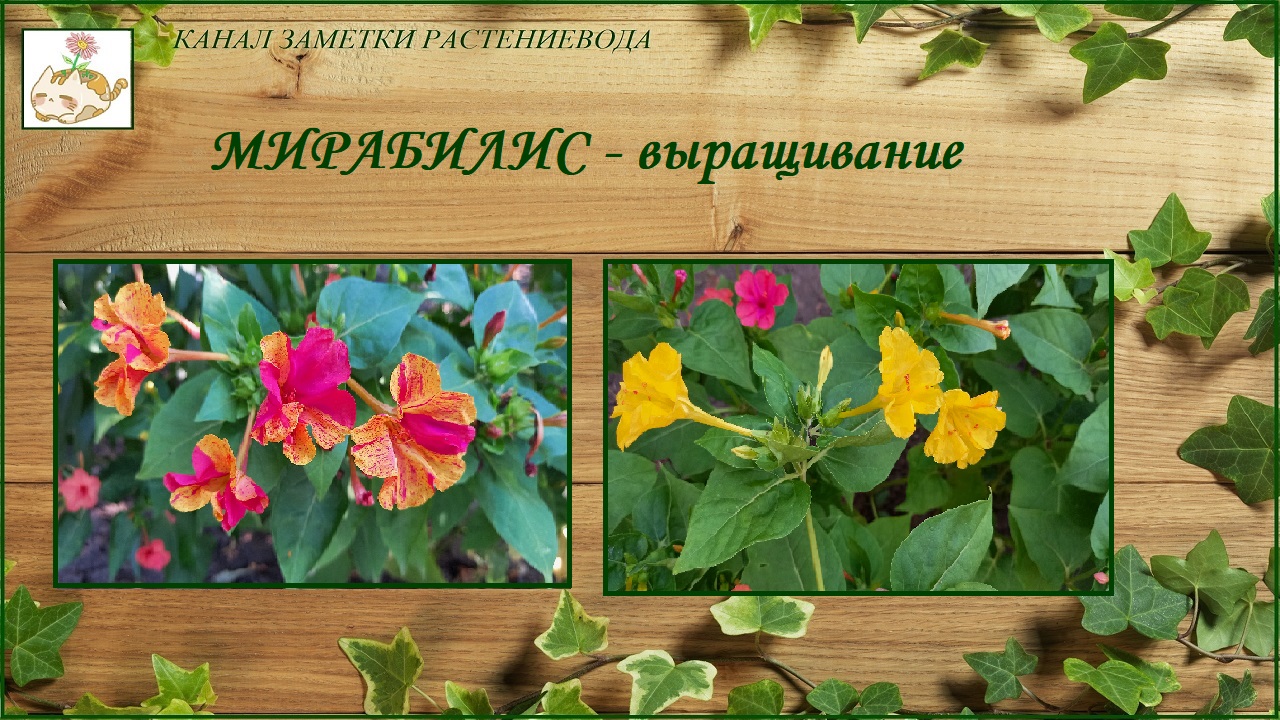 Мирабилис, яркий, неприхотливый и ароматный - выращивание