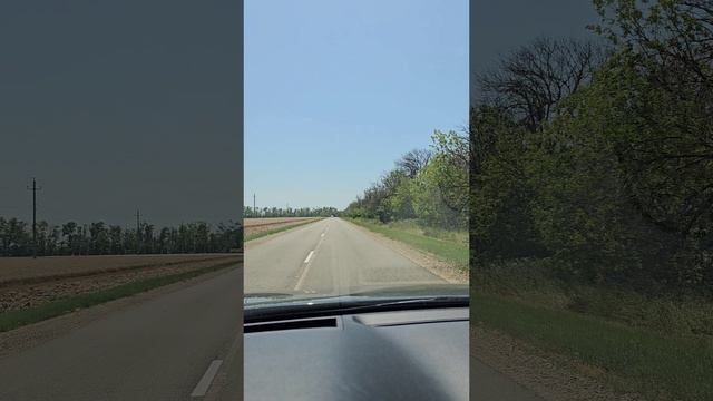 Собака, которая едет на море