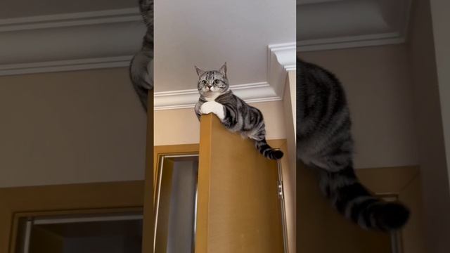 Сразу видно, кто в доме главный!