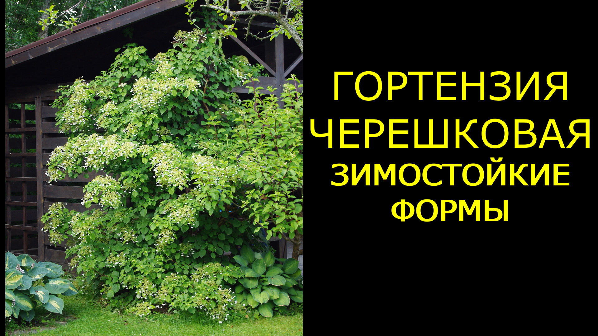 Гортензия черешковая в северном климате, зимостойкие формы