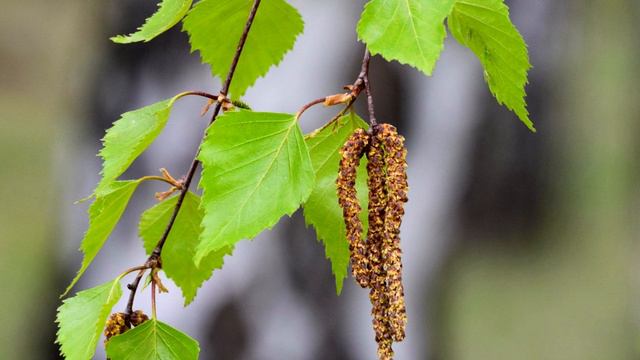 Б. Трояновский - А. Марчаковский "Ах, ты, берёза"_