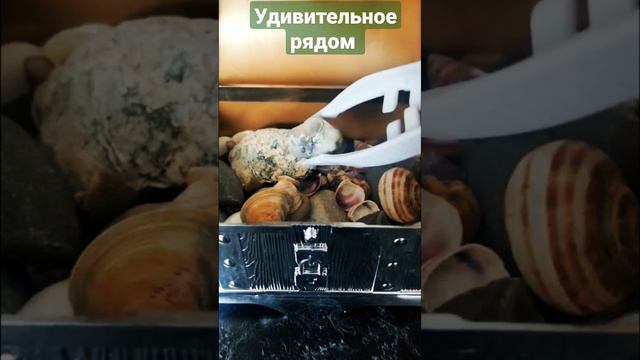 Удивительное рядом. Камень. 
Александра Миркушова