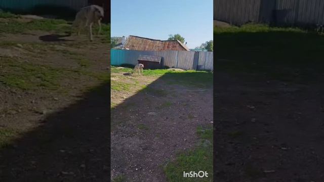 Искру знакомят с новым членом семьи ❤❤❤❤❤