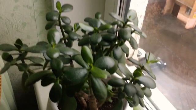 Толстянка или денежное дерево. 3 ноября 2019 г.