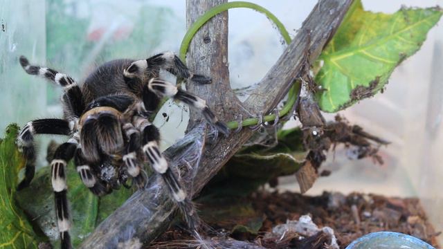 Acanthoscurria geniculata, Бразильский белоколенный паук-птицеед.