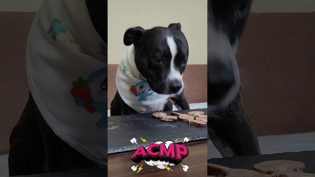 АСМР Говяжьи почки! Вкусненько 👂 #асмр #мукбанг #стаффи #asmr #почки #говядина #животные #собака