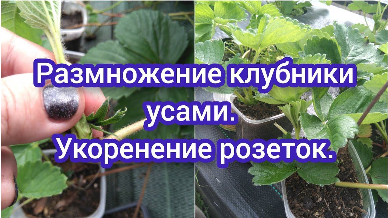 Урок 45. Размножение клубники усами. Укоренение розеток.