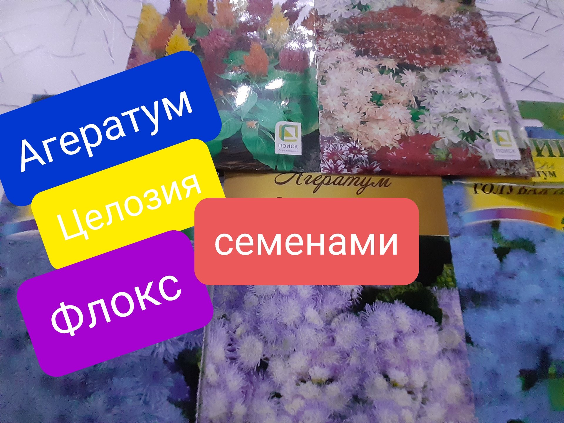 Агератум, Флокс, Целозия. Посев семенами.