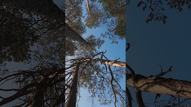 Хвойное скрипучее небо