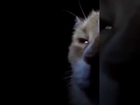 Кот баюн - Колыбельная от Рыжика