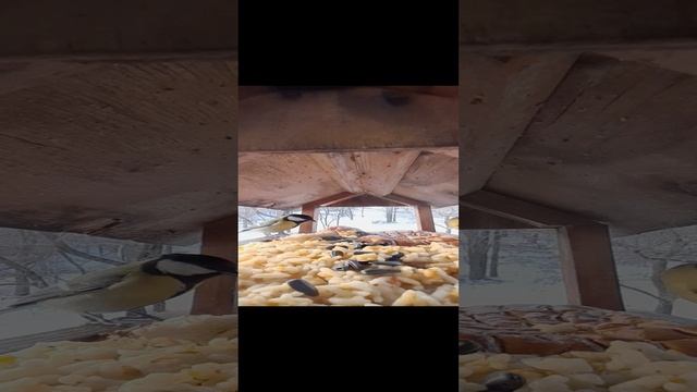 20231205_140040~2.mp4жизнь кормушки.05.12.2023г.