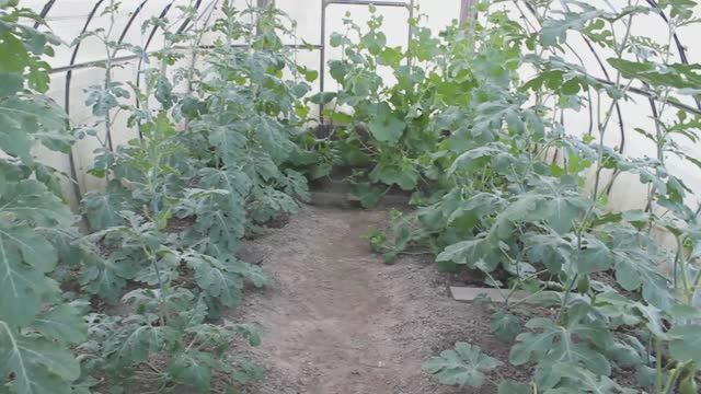 Арбузы и дыни в теплице. Часть 3. (20.06.21)