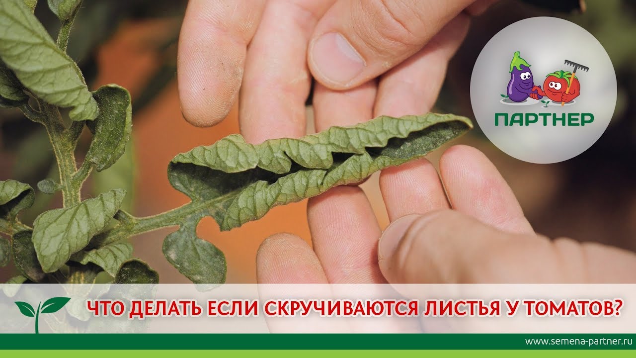 ЧТО ДЕЛАТЬ ЕСЛИ СКРУЧИВАЮТСЯ ЛИСТЬЯ У ТОМАТОВ