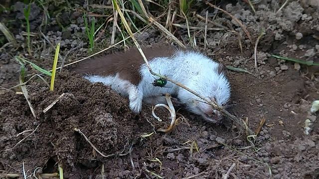 Таймлапс (TimeLapse) "Жук могильщик пытается зарыть дохлую ласку