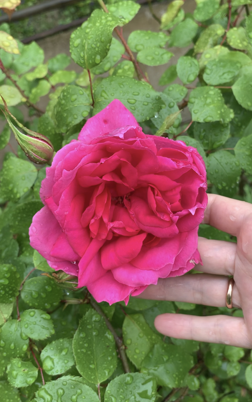 Майские розы #всочицмаши