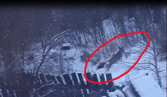 Олень попал во двор, проломил забор и вырвался на свободу. И так красиво бежал