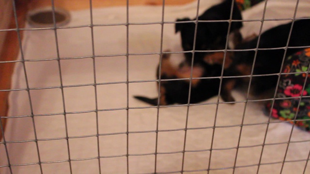 конопята 1 месяц 5 дней