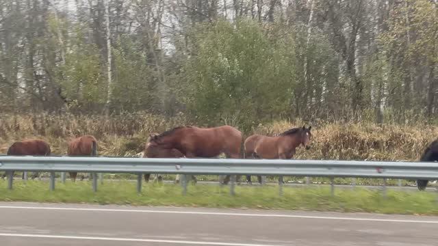 дикие русские мустанги подошли к польской границе