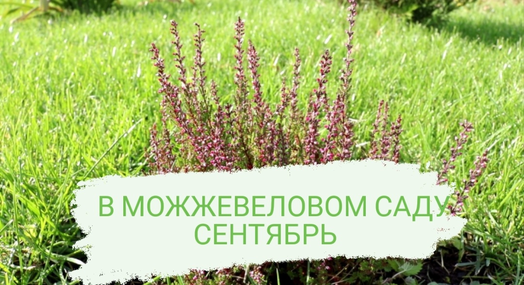 В МОЖЖЕВЕЛОВОМ САДУ СЕНТЯБРЬ