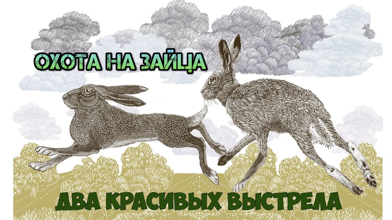 Охота на зайца. Два красивых выстрела.