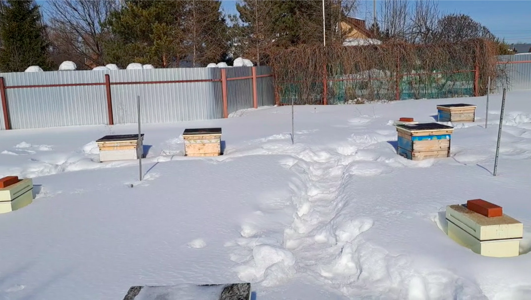 Обстановка на пасеке 17 марта 2024 г.