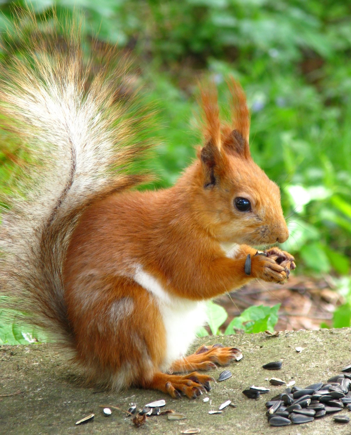 домашняя белочка...