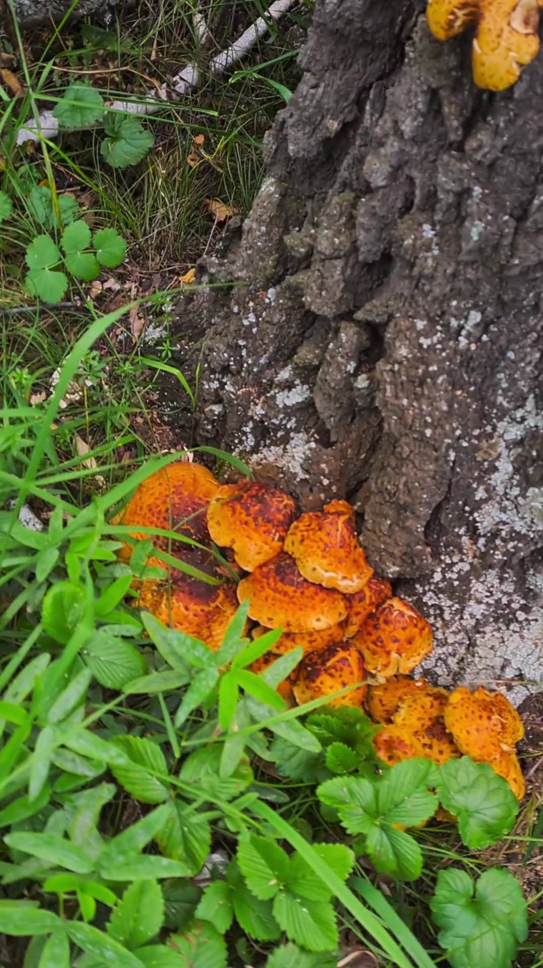 "Берёзогриб".