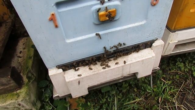 сентябрь на пасеке - как в сентябре можно потерять семью пчел или отводок