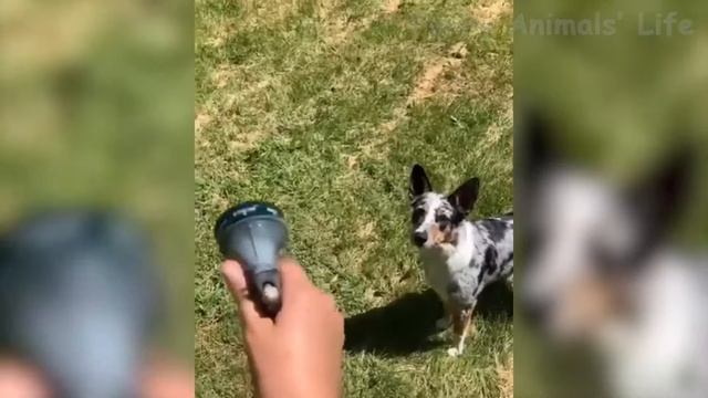 ? Самые смешные ? Собаки и ? Кошки - Потрясающие Смешные видео с домашними животными ?