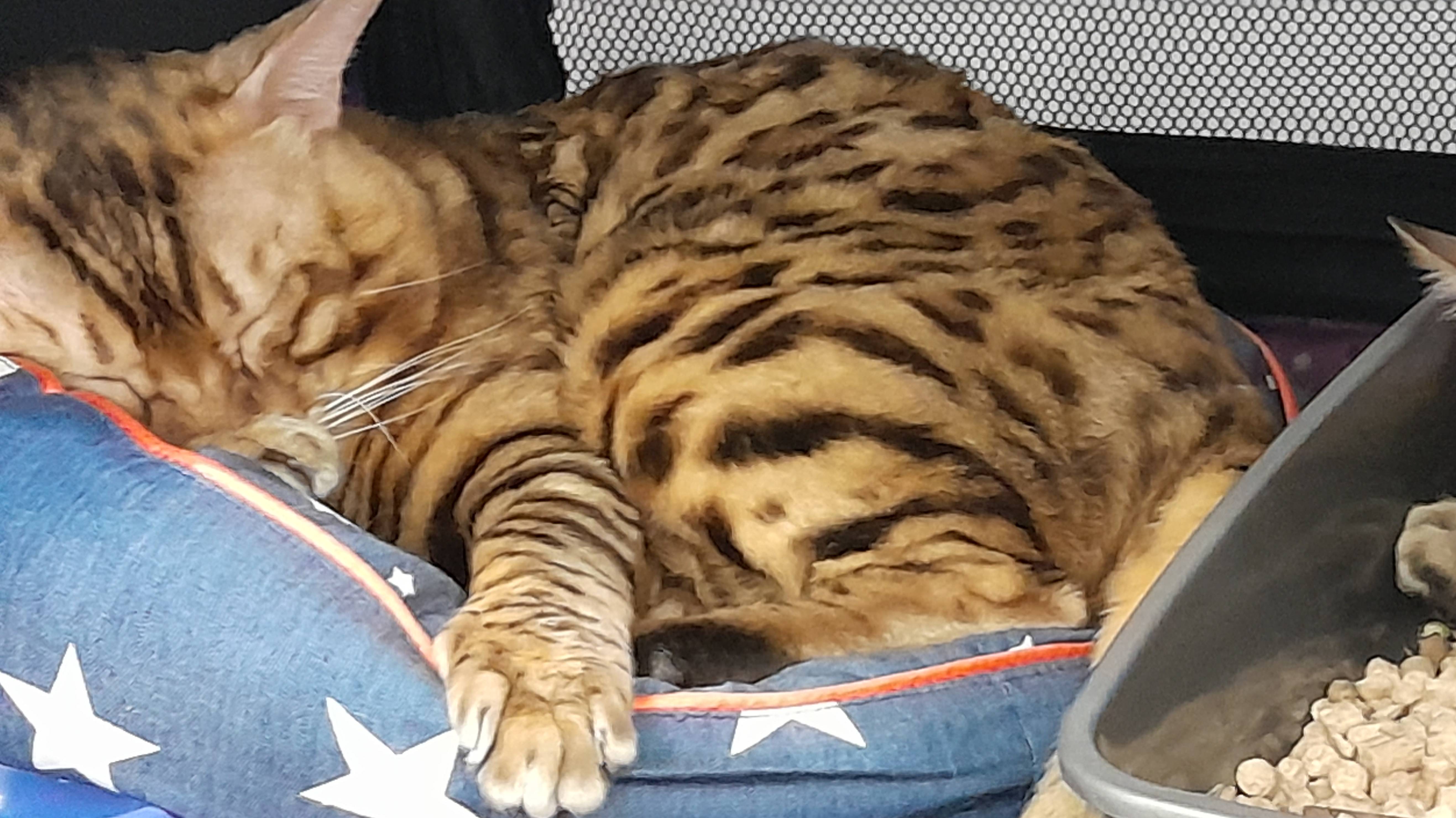 КОШКИ на ВЫСТАВКЕ