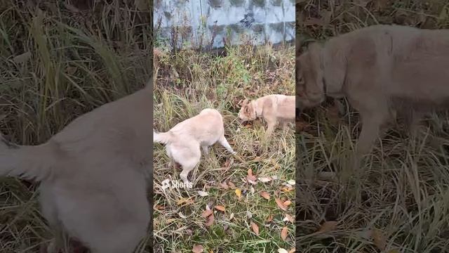 У Макса цель - прогулки, у Пяты - найти булки