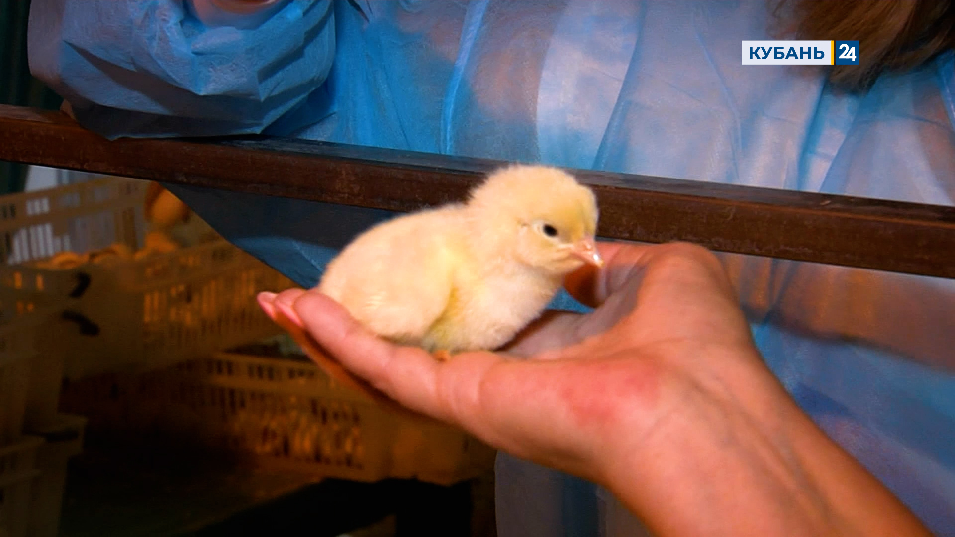 Мальки и цыплята | Край аграрный 07.10.2022