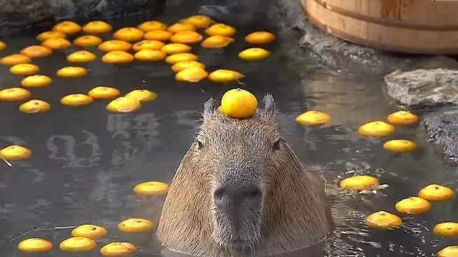 Капибара. пародия