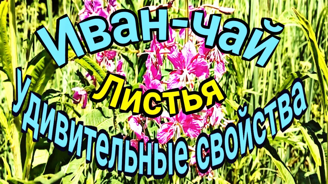 Иван-чай. Листья. Удивительные свойства.