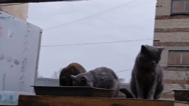 ТРИ КОТА и одна кошечка .