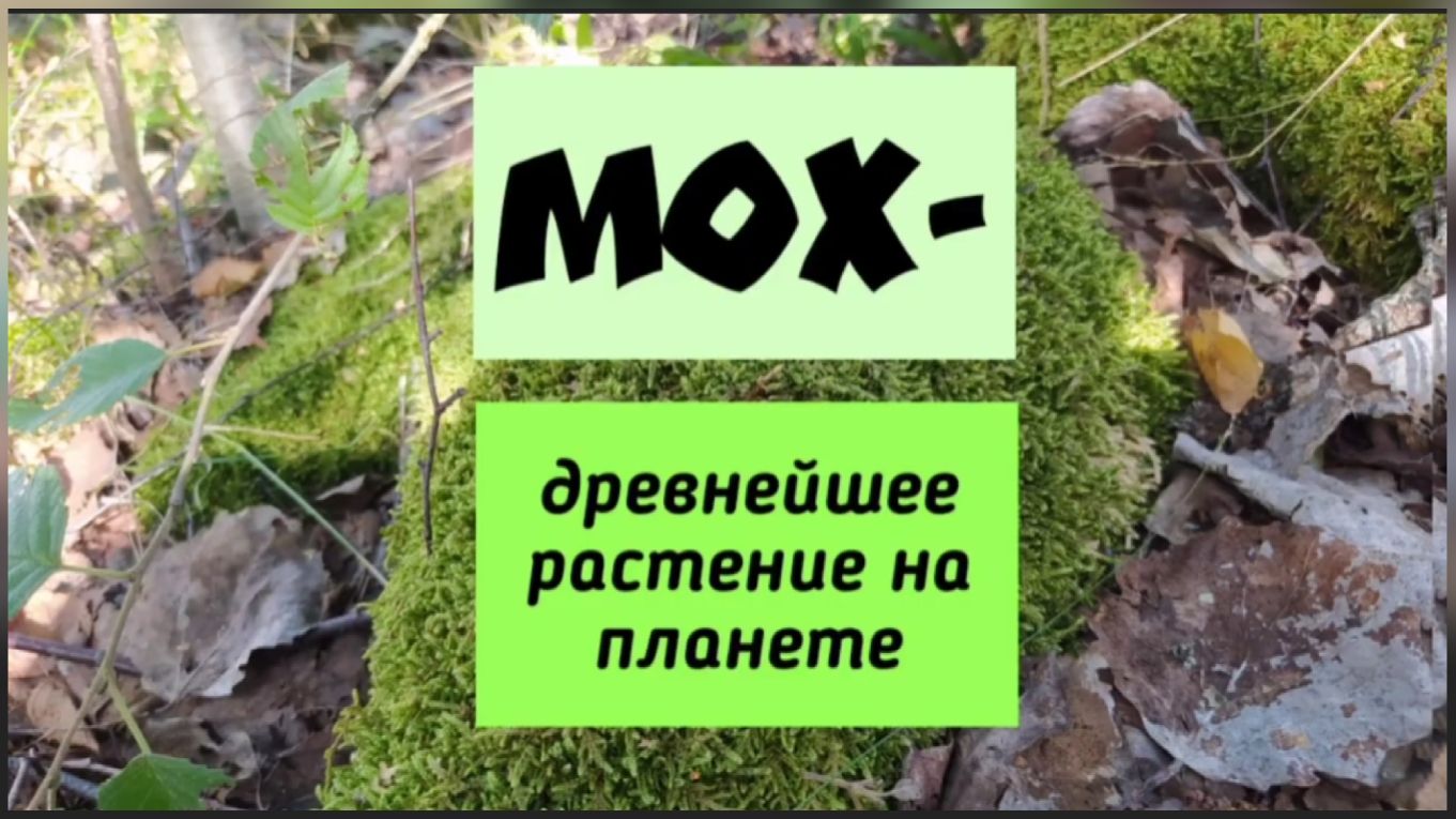 Мох - древнейшее растение на планете.Состаривание камня.